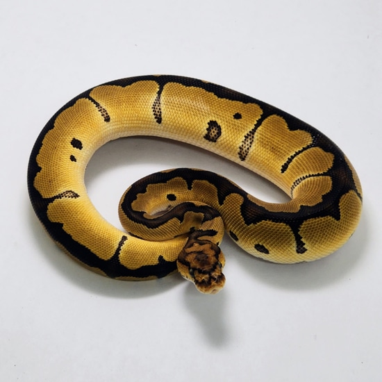Clown Ball Python by Gulf Coast Exotics