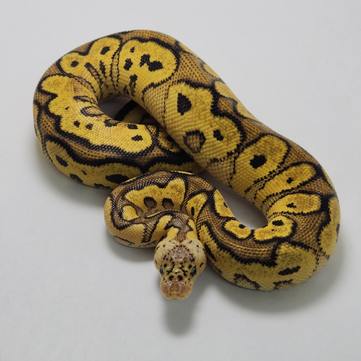 Pastel YB Clown Ball Python by Gulf Coast Exotics - MorphMarket