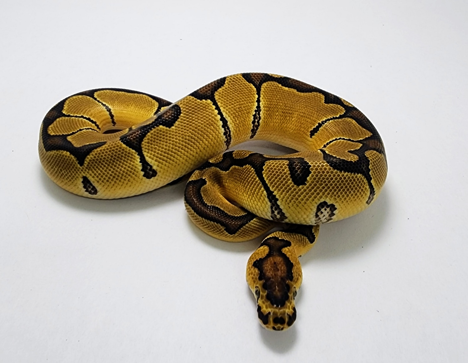 Enchi Clown Ball Python by Gulf Coast Exotics - MorphMarket