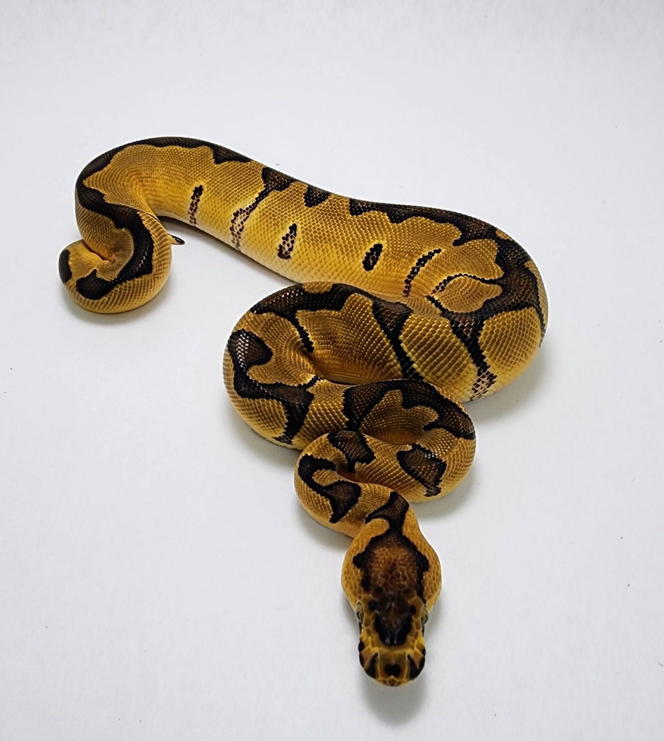 Enchi Clown Ball Python by Gulf Coast Exotics - MorphMarket
