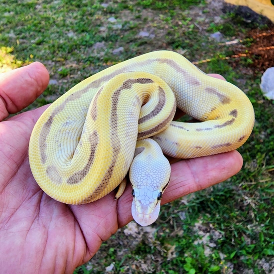 Pastel Vanilla Fire Leopard OD Ball Python by Gulf Coast Exotics