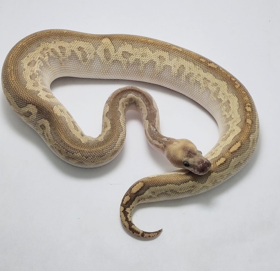 Bamboo Mahogany Redstripe YB Clown Ball Python by Gulf Coast Exotics