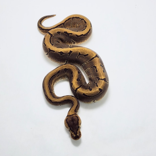 Enchi Pinstripe Het Clown Het Sunset Ball Python by Gulf Coast Exotics