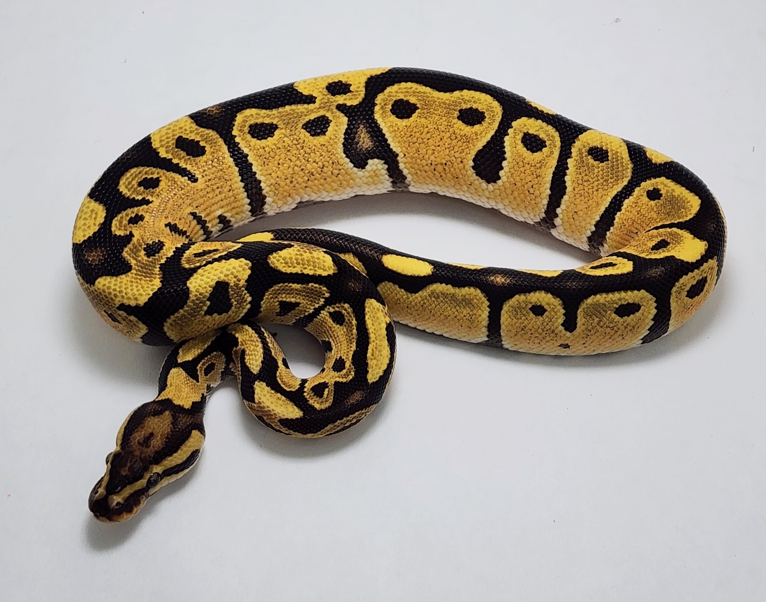 Orange Dream Fire/ Vanilla Ball Python by Gulf Coast Exotics - MorphMarket