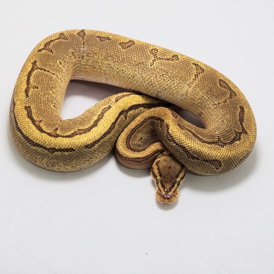 Enchi Pinstripe Fire 100 % Het Sunset Ball Python by Gulf Coast Exotics
