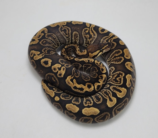 GHI Redstripe Het Clown Ball Python by Gulf Coast Exotics