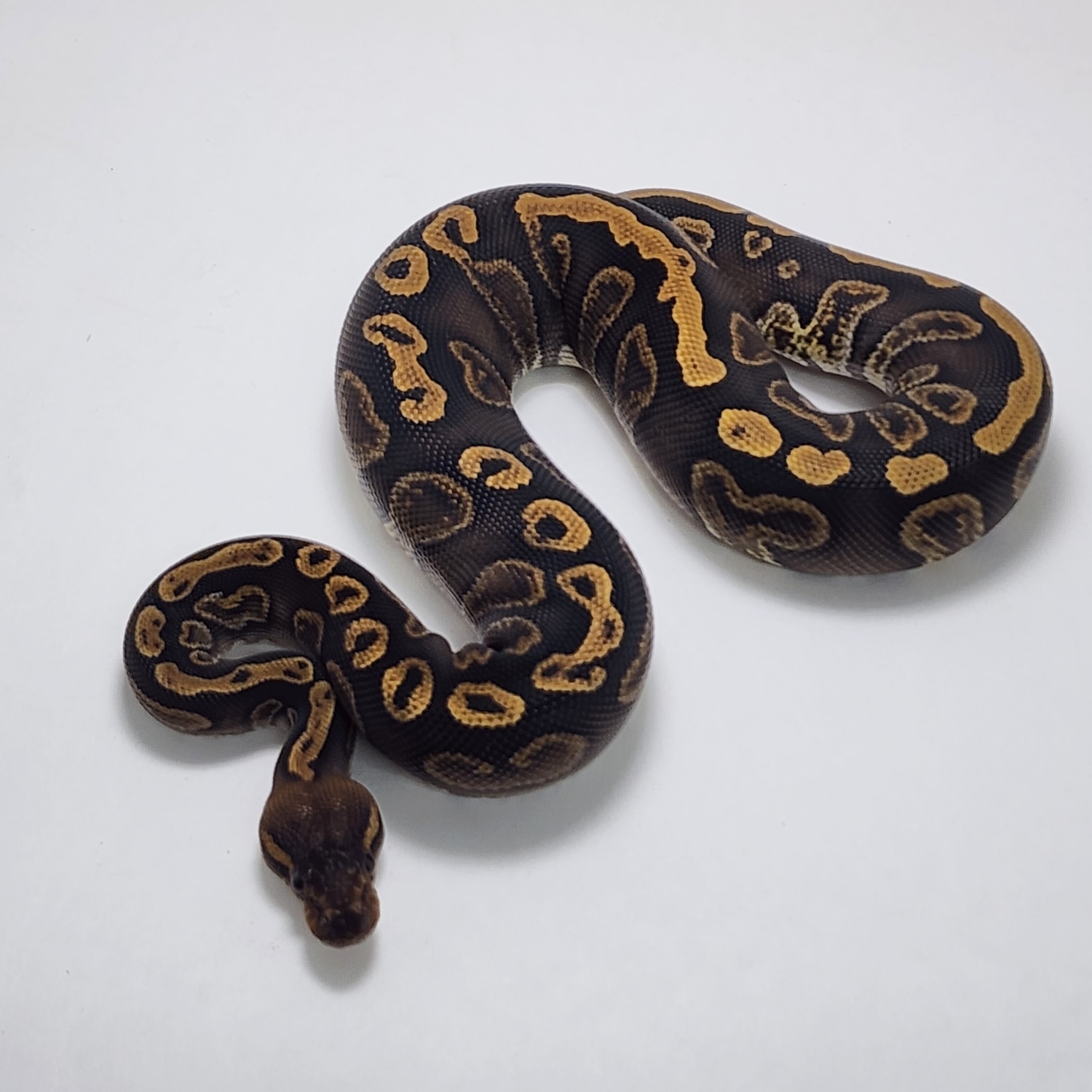 Mahogany GHI Redstripe Het Clown Ball Python by Gulf Coast Exotics ...
