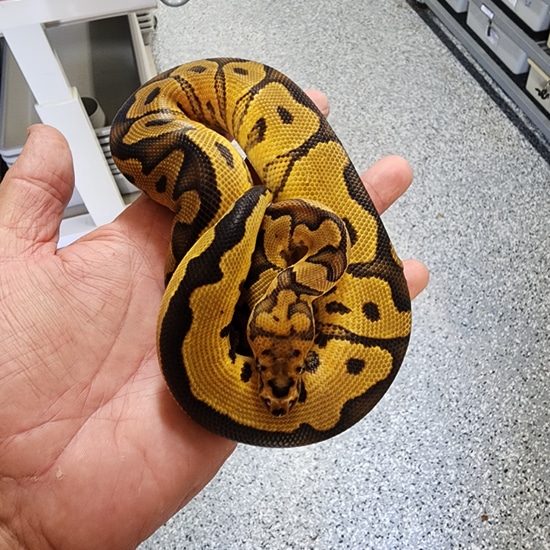 Gravel Clown Ball Python by Gulf Coast Exotics
