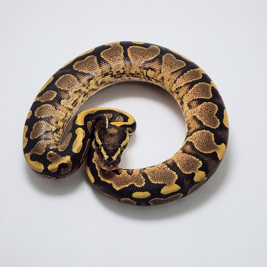 Calico Asphalt Ball Python by Gulf Coast Exotics
