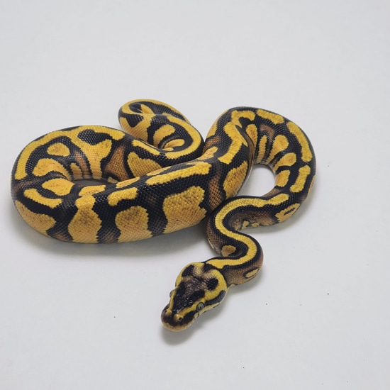Pastel Enchi Asphalt Ball Python by Gulf Coast Exotics