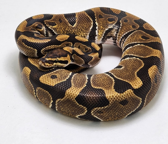 Enchi Het Sunset Het Clown Ball Python by Gulf Coast Exotics