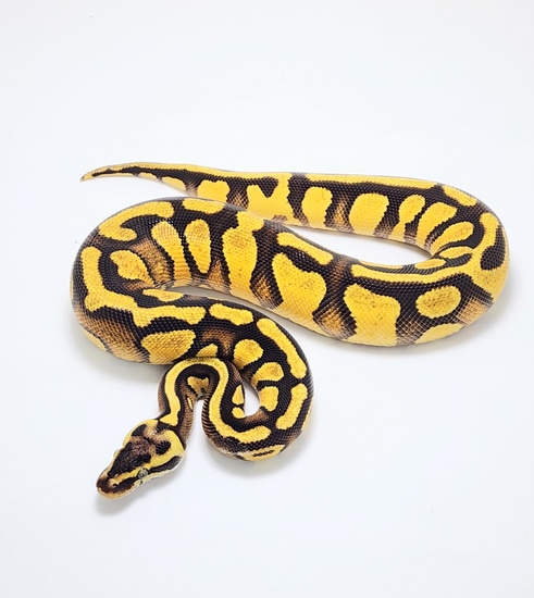 Pastel Enchi Asphalt Ball Python by Gulf Coast Exotics