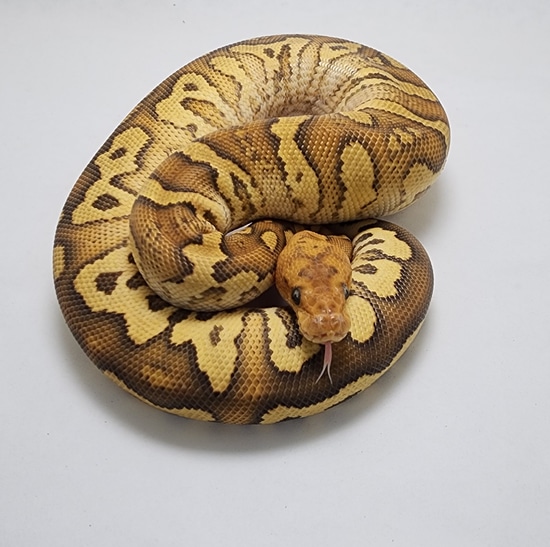 Mahogany Special Fire Clown Ball Python by Gulf Coast Exotics