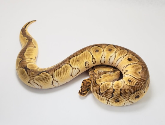 Enchi Bongo Clown Ball Python by Gulf Coast Exotics