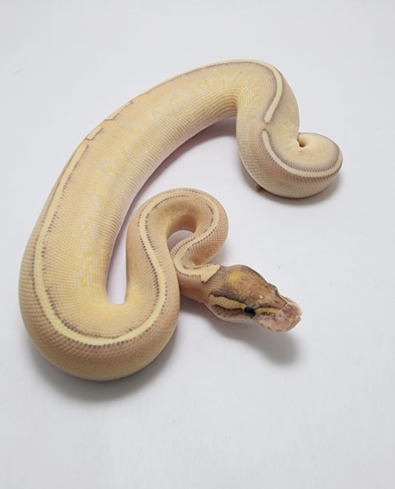 Lesser Enchi Highway Ball Python by Gulf Coast Exotics
