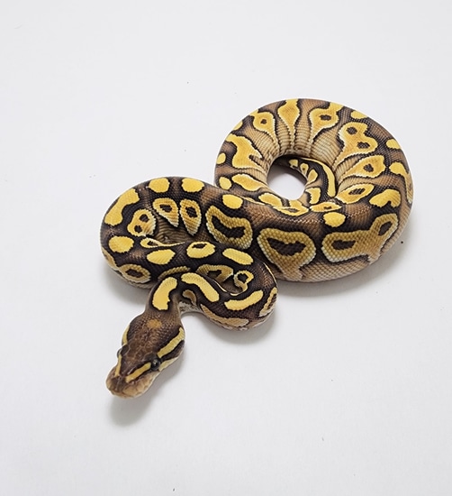 Lesser YB/Gravel Ball Python by Gulf Coast Exotics
