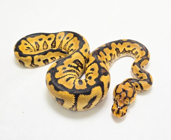 Spotnose Clown Ball Python by Gulf Coast Exotics