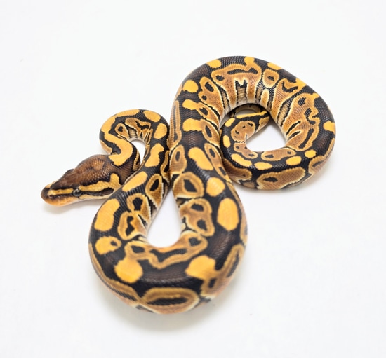Special Het Clown Ball Python by Gulf Coast Exotics