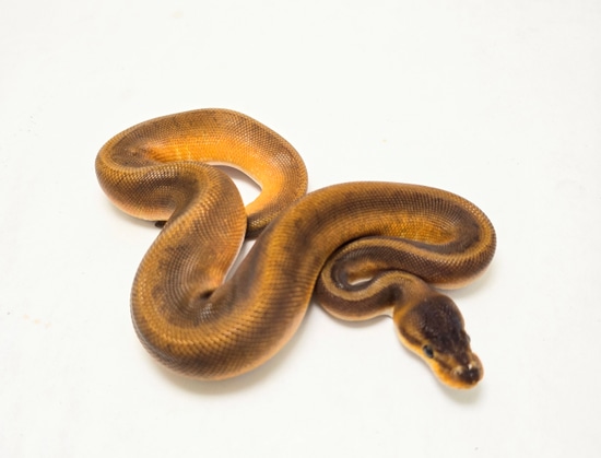 Pinstripe Sunset Ball Python by Gulf Coast Exotics