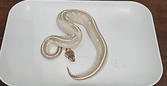 Banana Mystic Potion Ball Python by Mystical Reptiles LLC