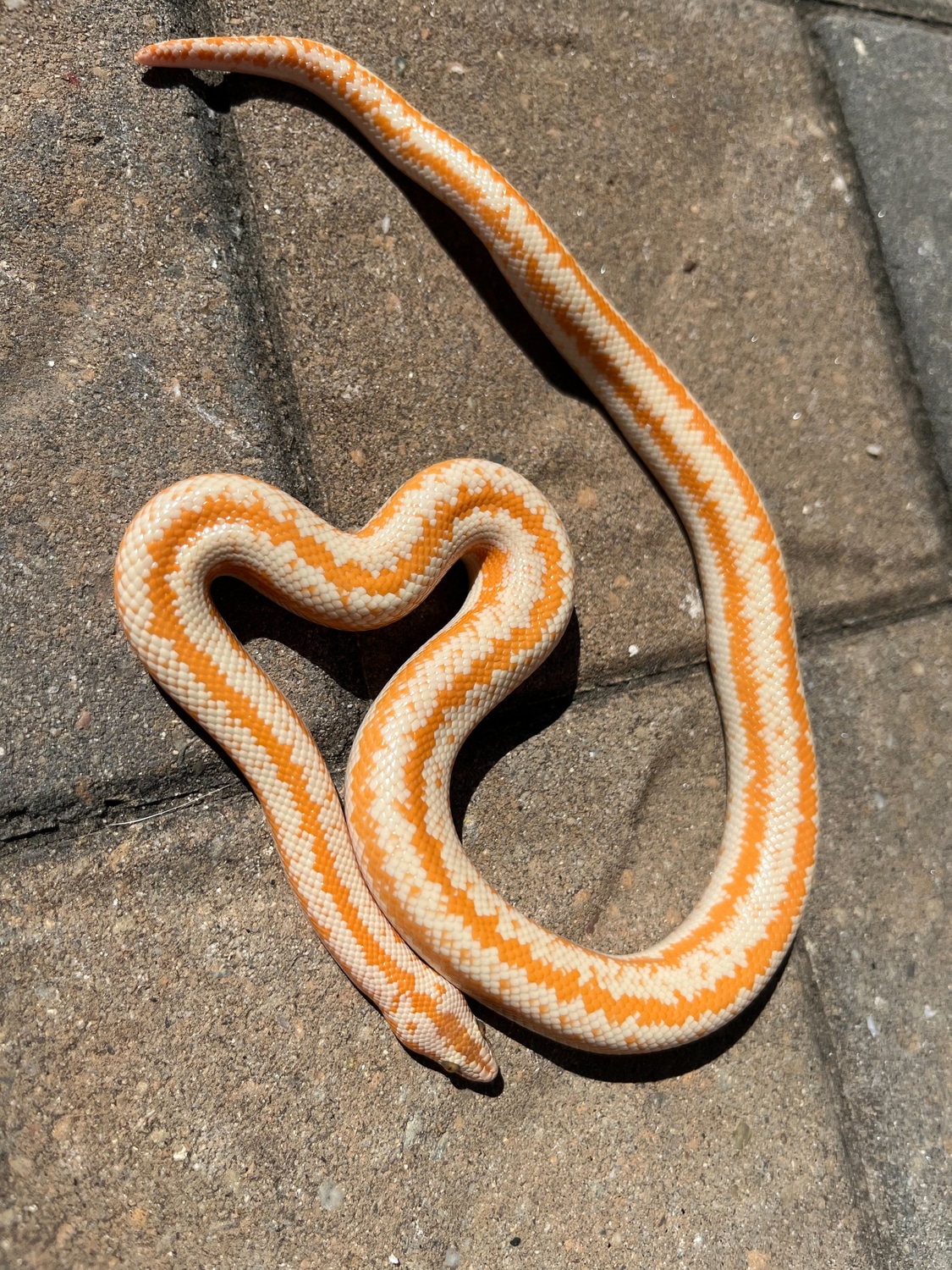 Albino Whitewater Rosy Boa by Harold of the Rocks - MorphMarket