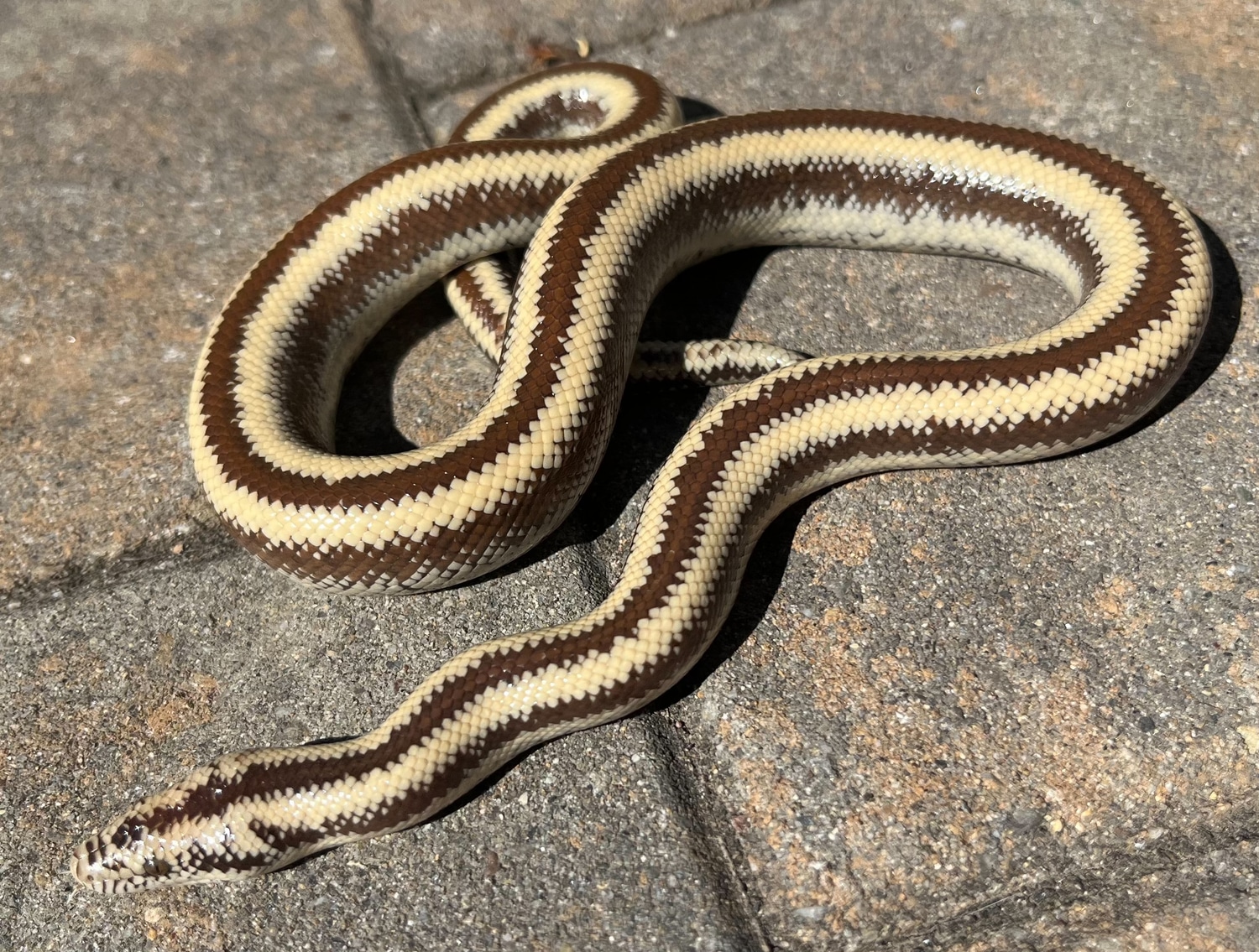 Harquahala Mtn Rosy Boa by Harold of the Rocks - MorphMarket