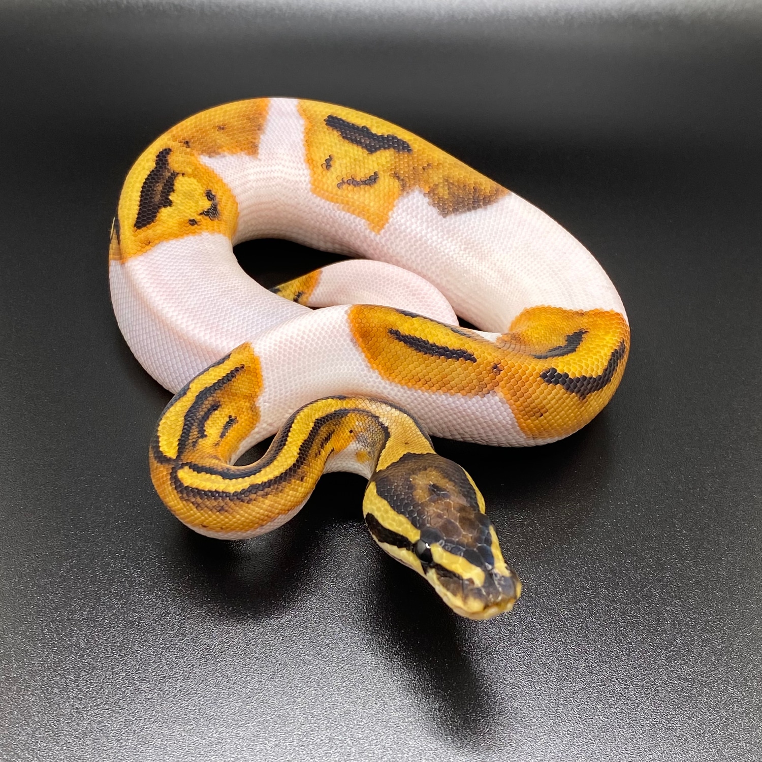 Cypress Piedbald Ball Python by Royal Canvas Exotics - MorphMarket