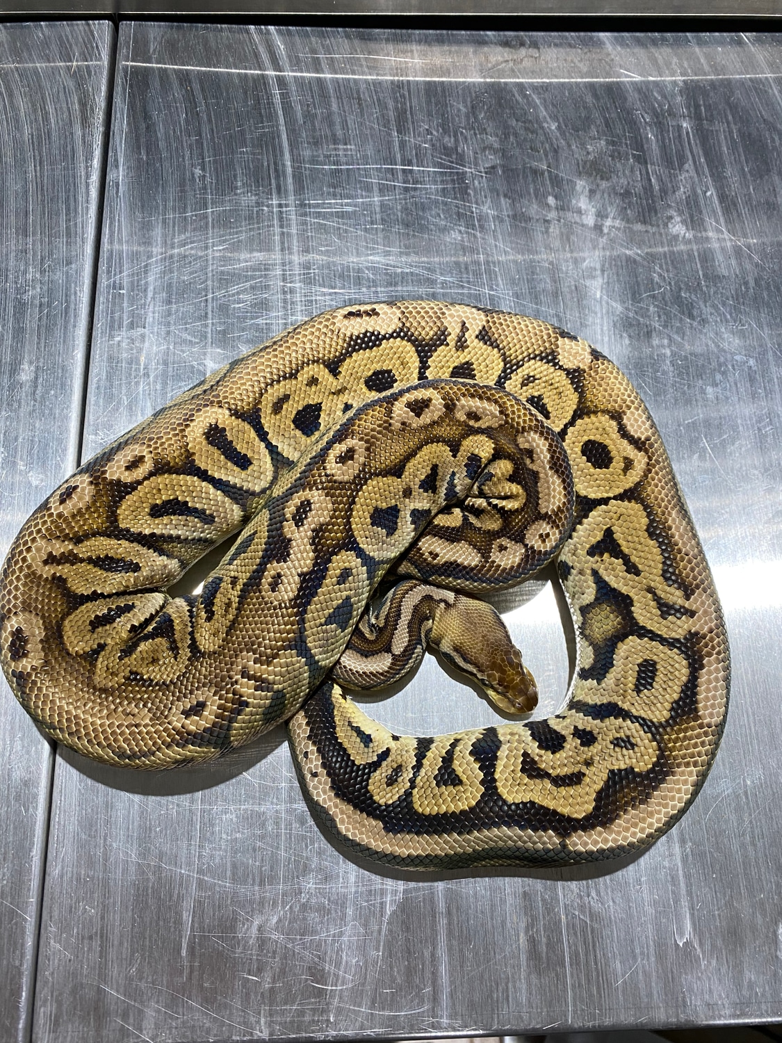 Black Pewter Ball Python by Royal Canvas Exotics - MorphMarket