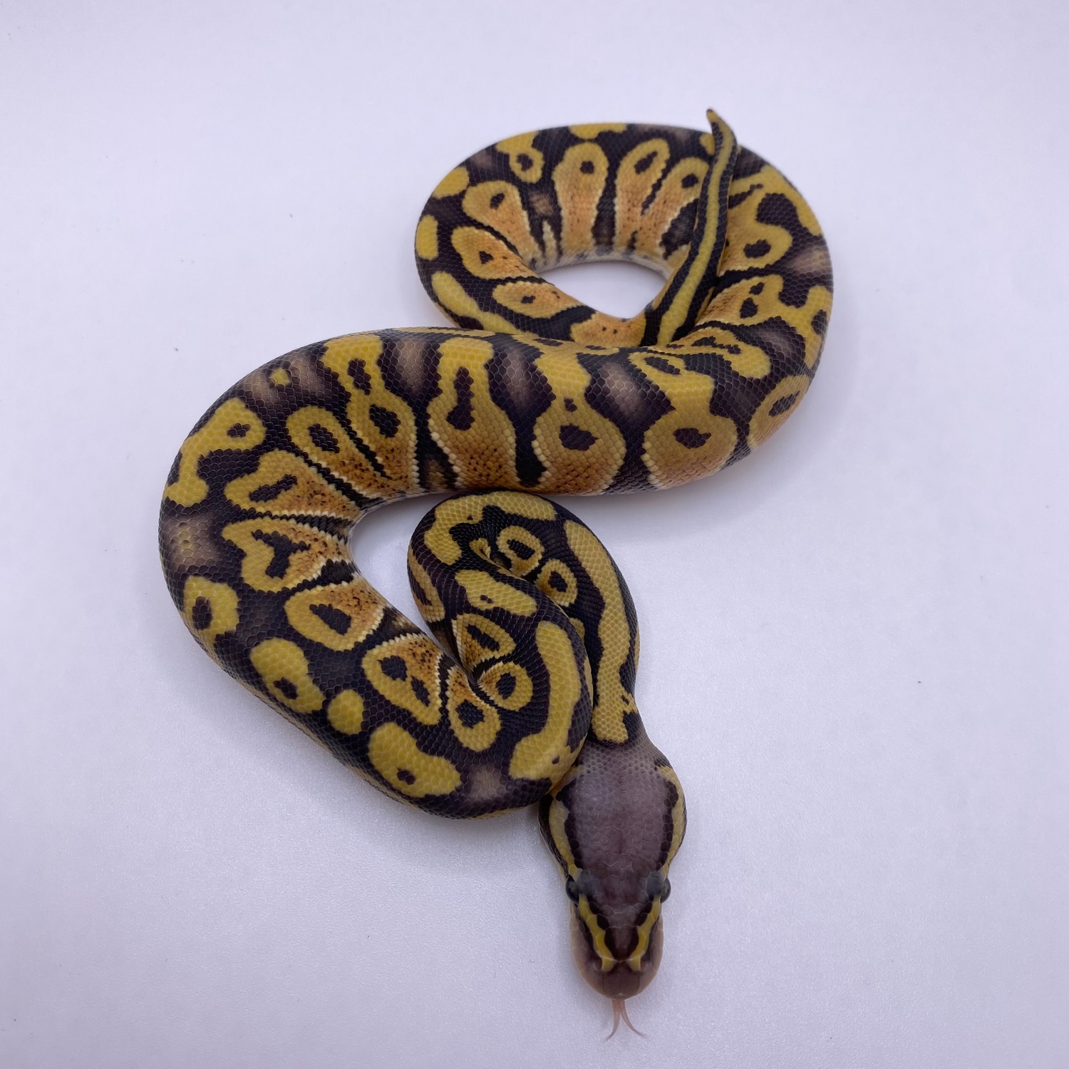 Pastel Hypo Het Ultramel Possible Chocolate Ball Python by Royal Canvas ...