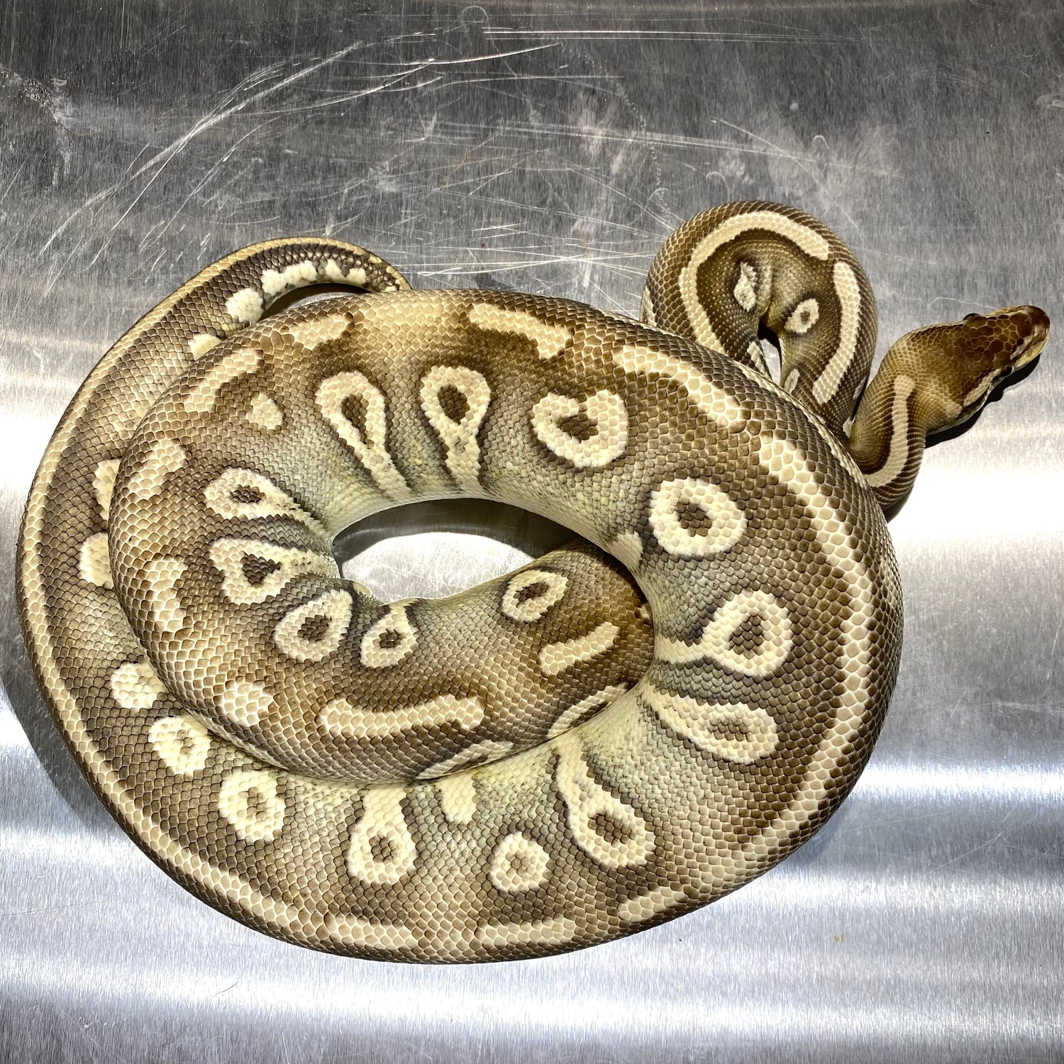 Super Pastel Mojave Ball Python by Royal Canvas Exotics - MorphMarket