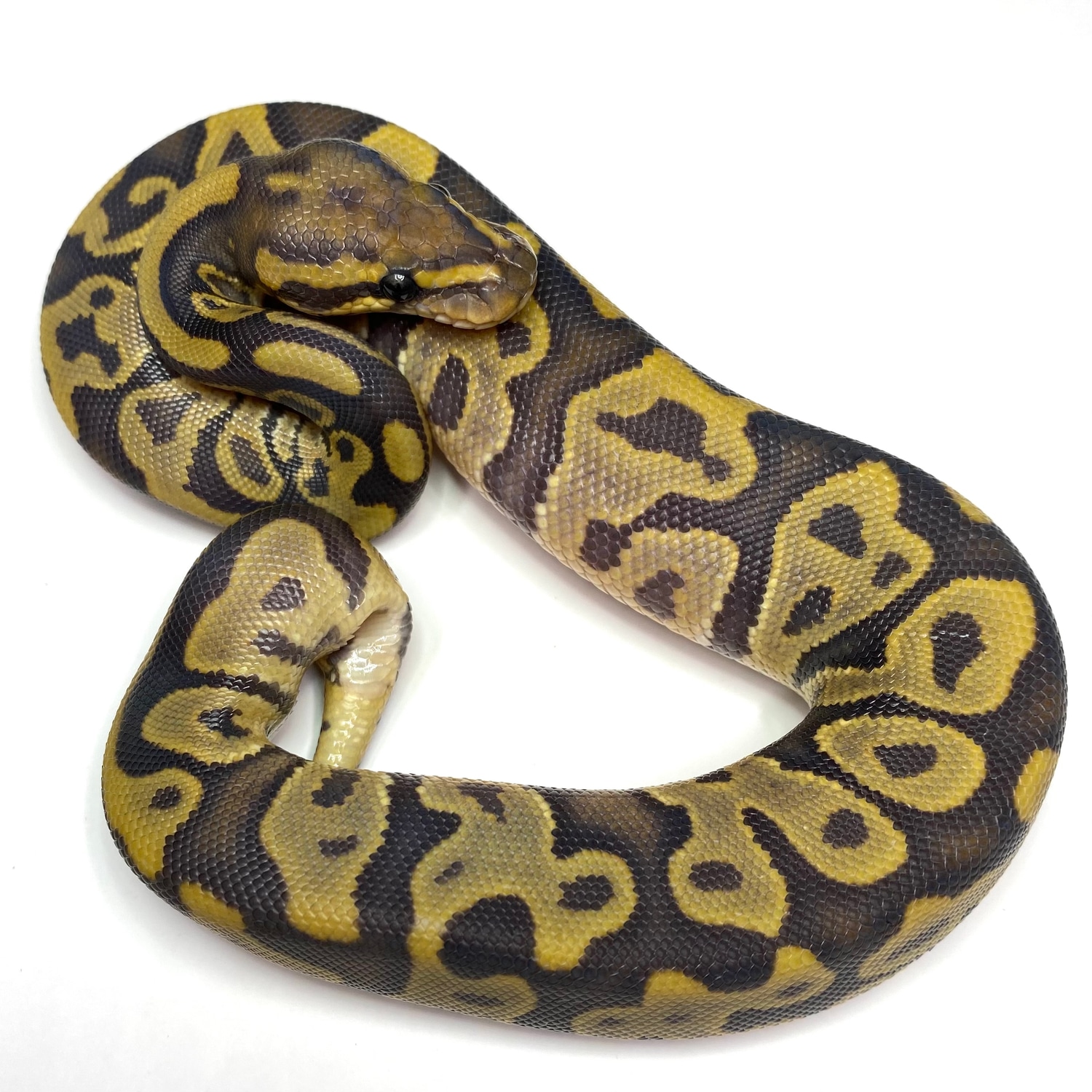 Hypo Leopard 66% Het Puzzle Ball Python by Royal Canvas Exotics - MorphMarket