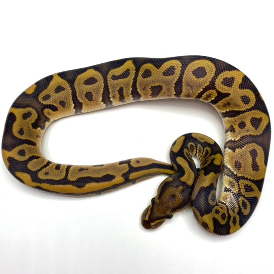 Hypo Leopard 66% Het Puzzle Ball Python by Royal Canvas Exotics