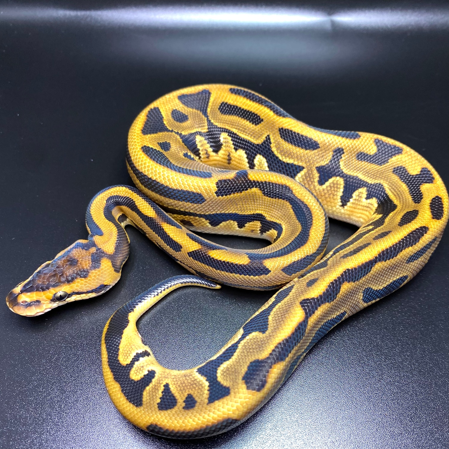 Leopard Puzzle Het Hypo Ball Python by Royal Canvas Exotics - MorphMarket