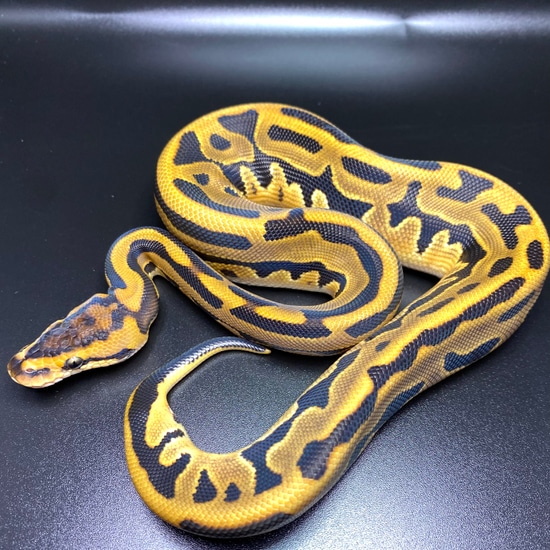 Leopard Puzzle Het Hypo Ball Python by Royal Canvas Exotics