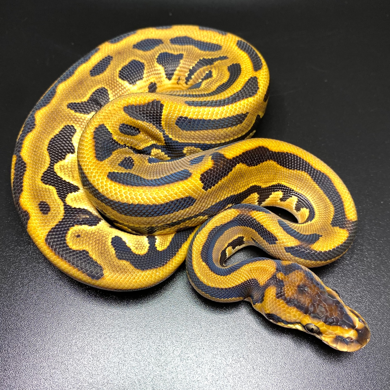 Leopard Puzzle Het Hypo Ball Python by Royal Canvas Exotics - MorphMarket