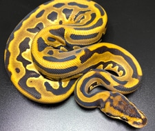 Leopard Puzzle Het Hypo Ball Python by Royal Canvas Exotics - MorphMarket