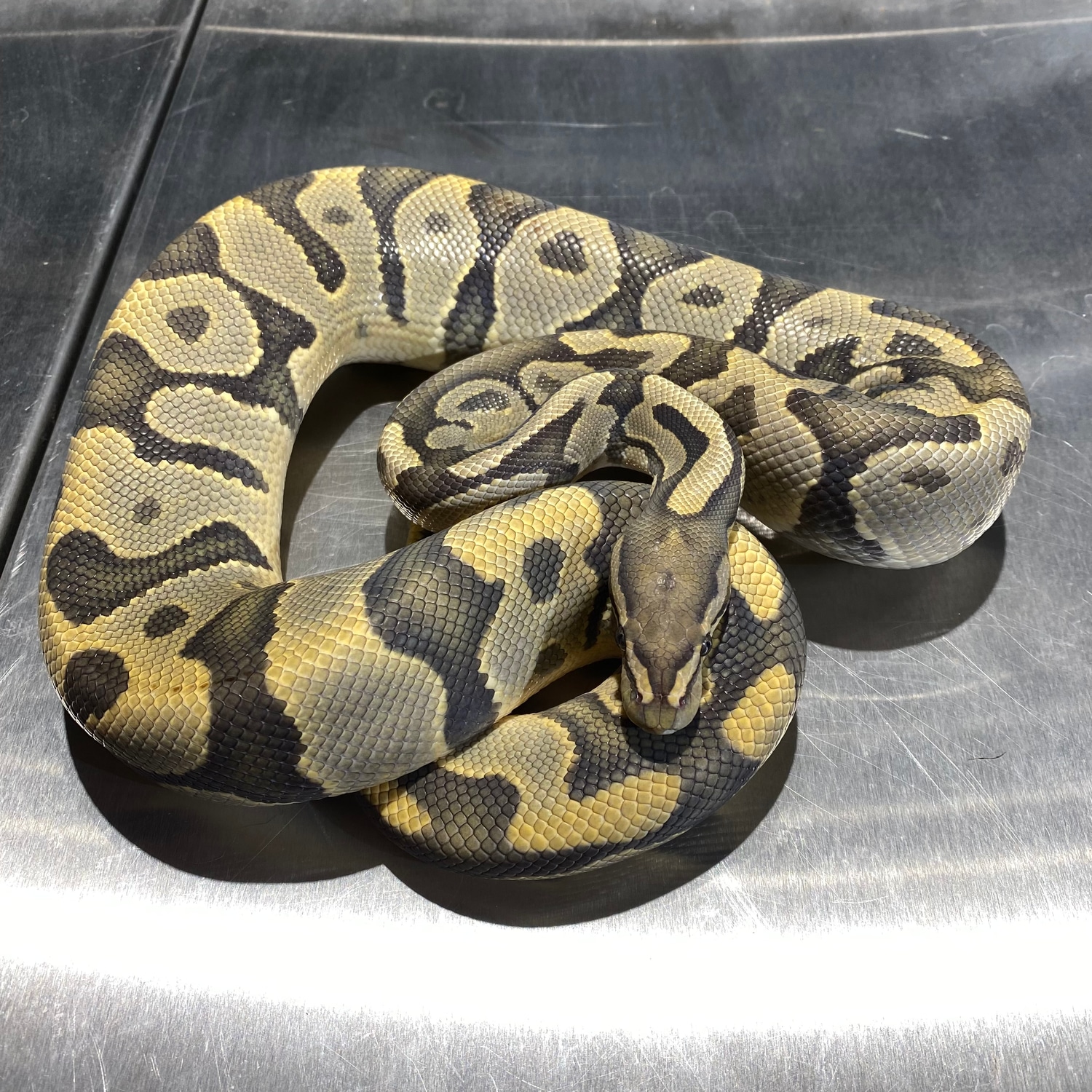 Hypo Leopard Het Puzzle Ball Python by Royal Canvas Exotics - MorphMarket