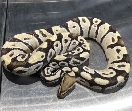 Leopard Puzzle Het Hypo Ball Python by Royal Canvas Exotics - MorphMarket