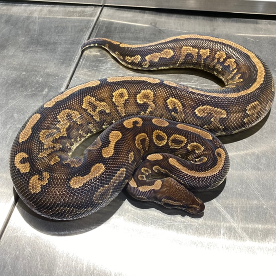 Black Pastel Yellowbelly Het Pied Ball Python by Royal Canvas Exotics
