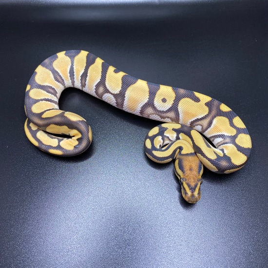 Super Orange Dream Desert Ghost Ball Python by Royal Canvas Exotics