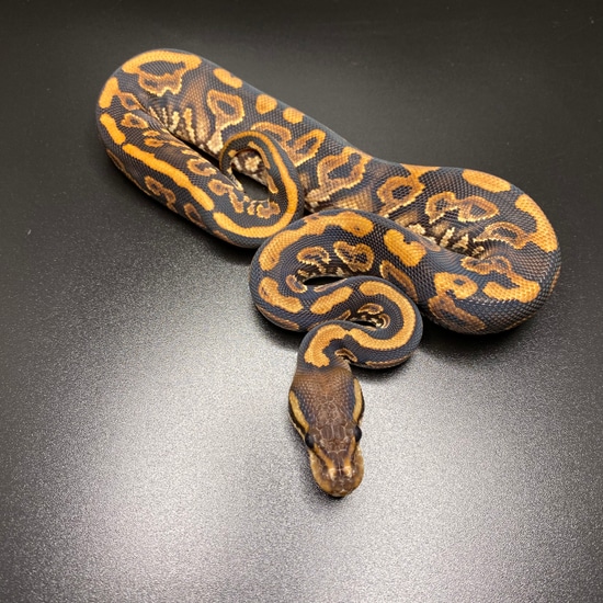 Black Pastel Yellowbelly Het Clown Poss DH Hypo Desert Ghost Ball Python by Royal Canvas Exotics