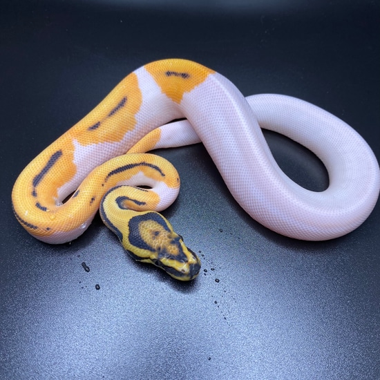 Super Orange Dream Desert Ghost Pied Ball Python by Royal Canvas Exotics
