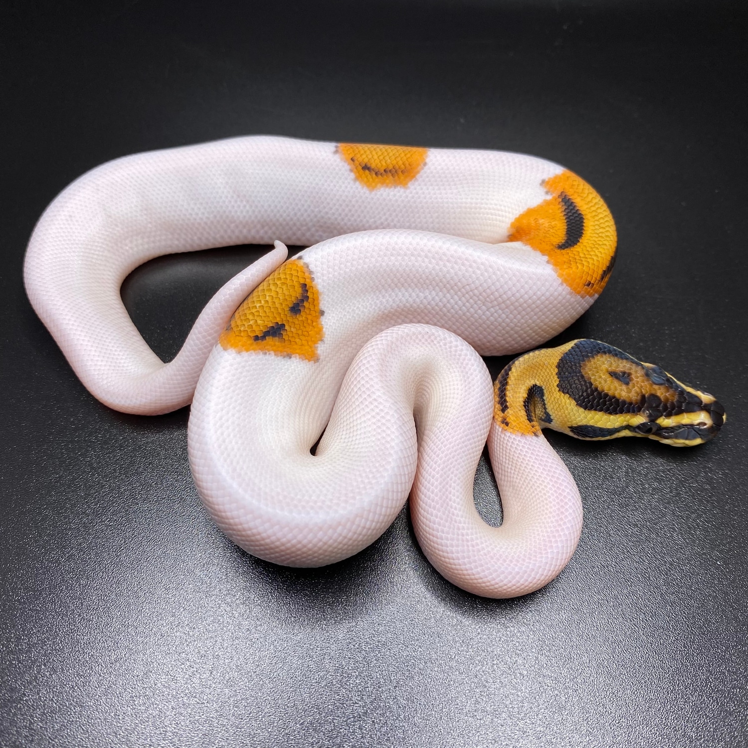Orange Dream Yellowbelly Pied 66% Het Desert Ghost Ball Python by Royal ...