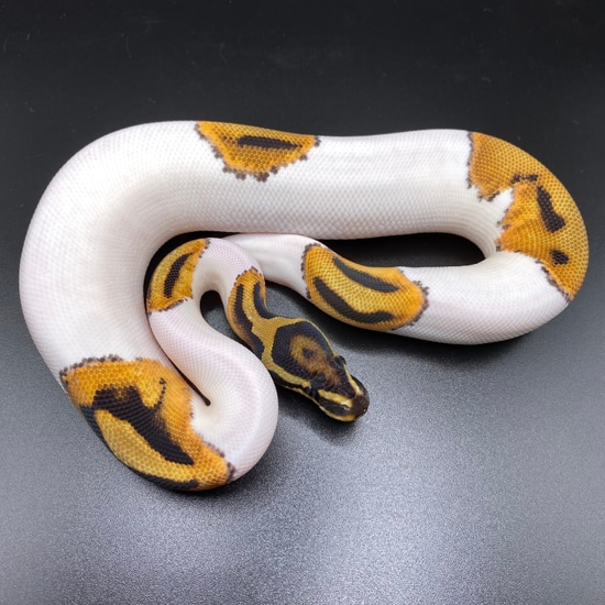 Orange Dream Pied 66% Het Desert Ghost Ball Python by Royal Canvas Exotics