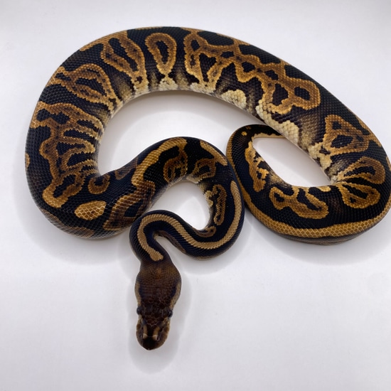 Black Pastel Leopard Yellowbelly 66% Het Clown 50% Het Desert Ghost Ball Python by Royal Canvas ...