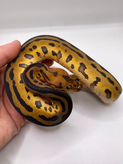 Redstripe Leopard Clown Ball Python by Royal Canvas Exotics