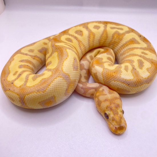 Banana/Coral Glow Spotnose Yellowbelly Clown Poss RS Ball Python by Royal Canvas Exotics