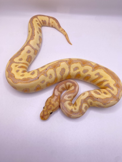 Banana/Coral Glow Spotnose Yellowbelly Clown Poss RS Ball Python by ...