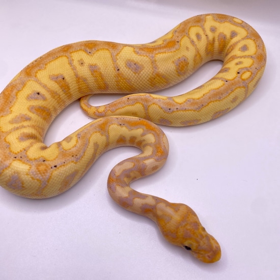 Coral Glow Spotnose Yellowbelly Clown Ball Python by Royal Canvas Exotics