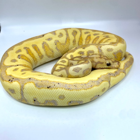 Banana/Coral Glow Spotnose Yellowbelly Clown Poss RS Ball Python by ...